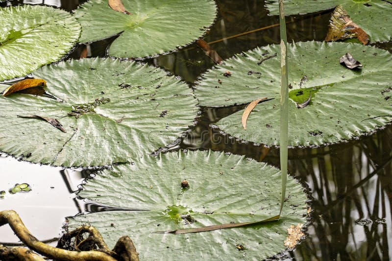Lily pads in a swamp stock image. Image of outdoors - 333416859