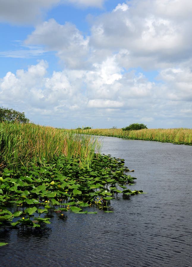Beautiful Everglades stock photo. Image of scenic, river - 4131938