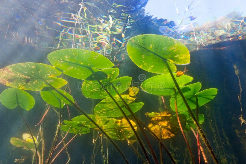 Lily Pads and Sunlight Underwater Stock Photo - Image of jungle ...