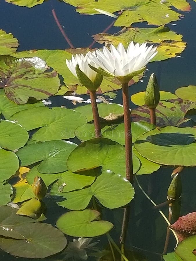 Lily pads stock photo. Image of white, serene, nature - 142795116