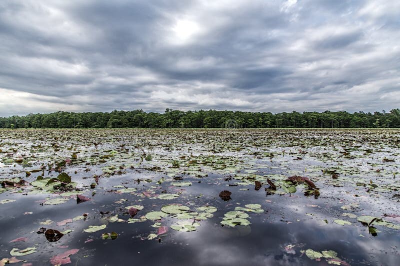 371 Wide Pads Stock Photos - Free & Royalty-Free Stock Photos from ...