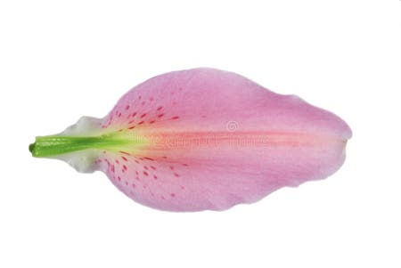 Lily petal stock image. Image of close, smell, pink, natural - 4646005