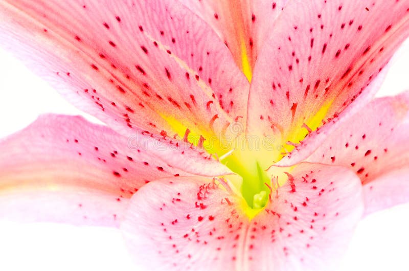 Lily petal abstract stock photo. Image of background - 32898328