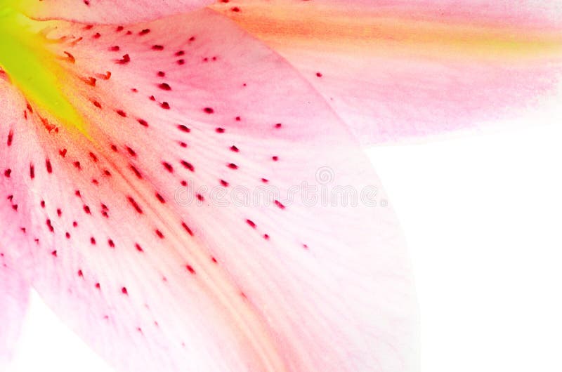 Lily petal stock image. Image of close, smell, pink, natural - 4646005