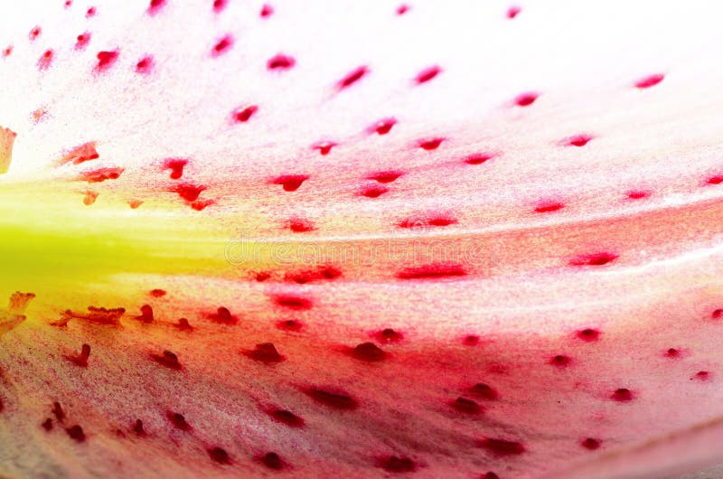 Lily petal abstract stock photo. Image of beautiful, lily - 32898320