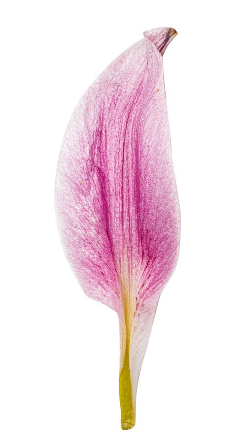 Lily petal stock image. Image of close, smell, pink, natural - 4646005