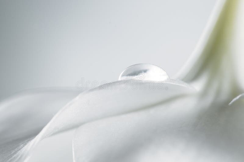 Lily petal stock image. Image of close, smell, pink, natural - 4646005