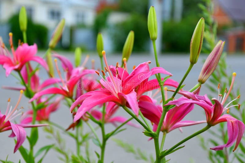 Lily pink color stock photo. Image of natural, bunch - 159691590