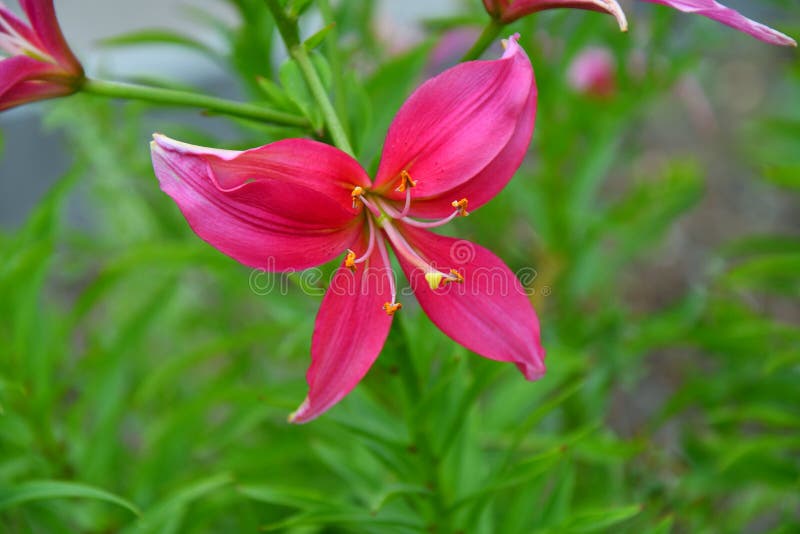 Lily pink color stock image. Image of elegance, blooming - 161550487