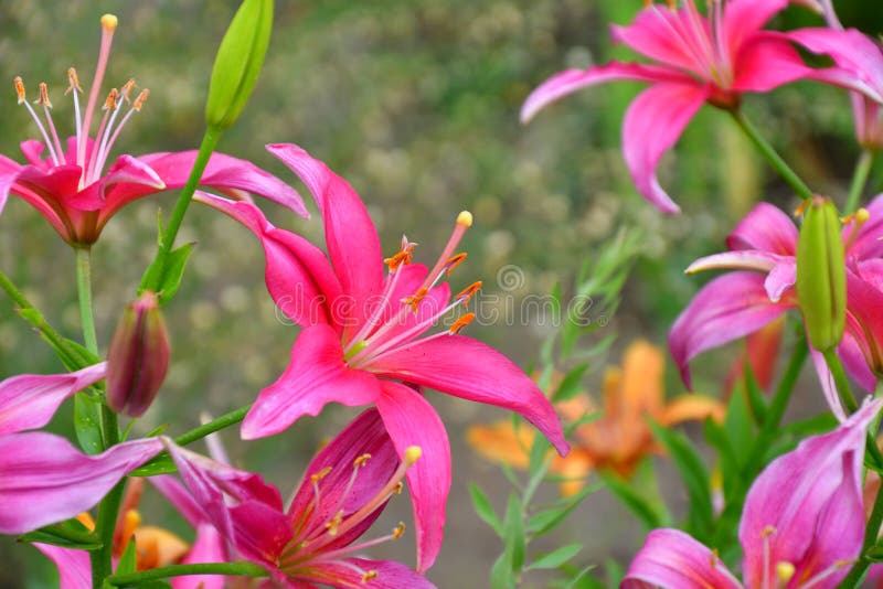 Lily pink color stock image. Image of blooming, beauty - 161550505