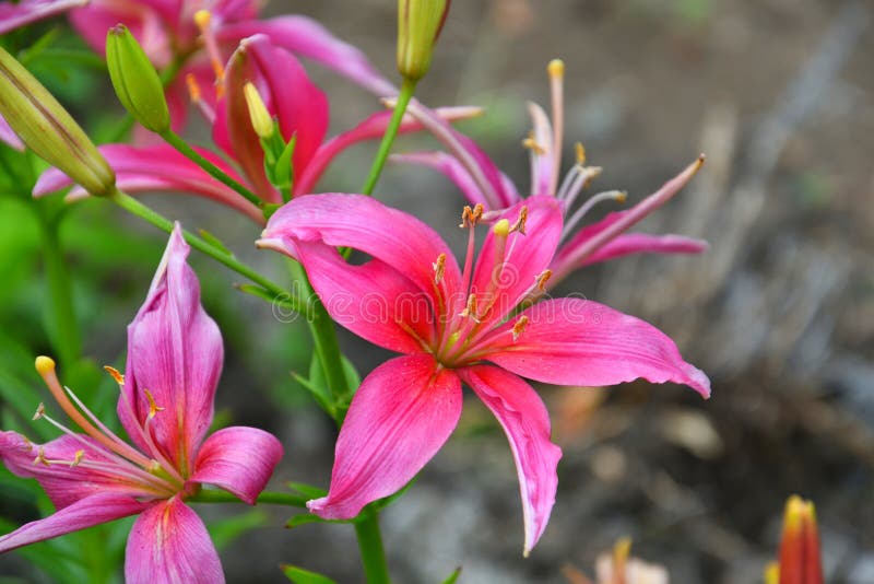 Lily pink color stock photo. Image of colorful, lily - 161550508