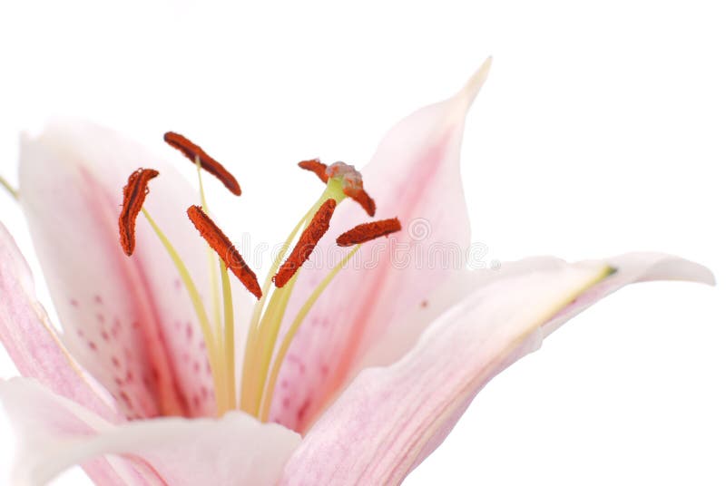 Lily Pollen stock image. Image of decorate, petals, celebration - 23729537