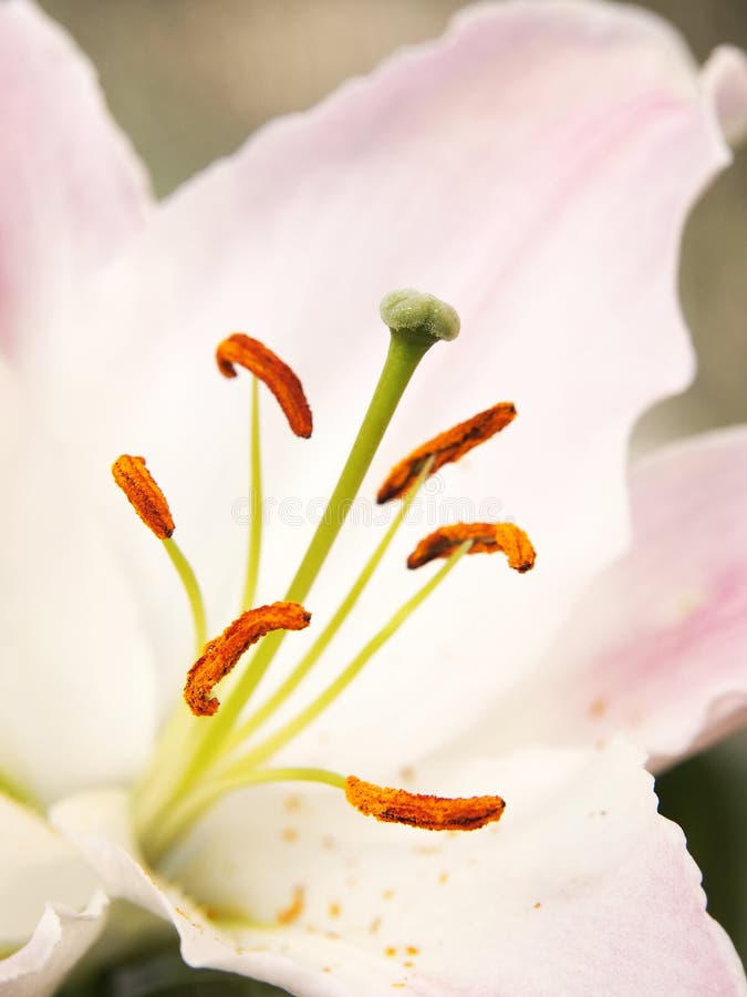 Lily with pollen stock photo. Image of delicate, closeup - 37872406