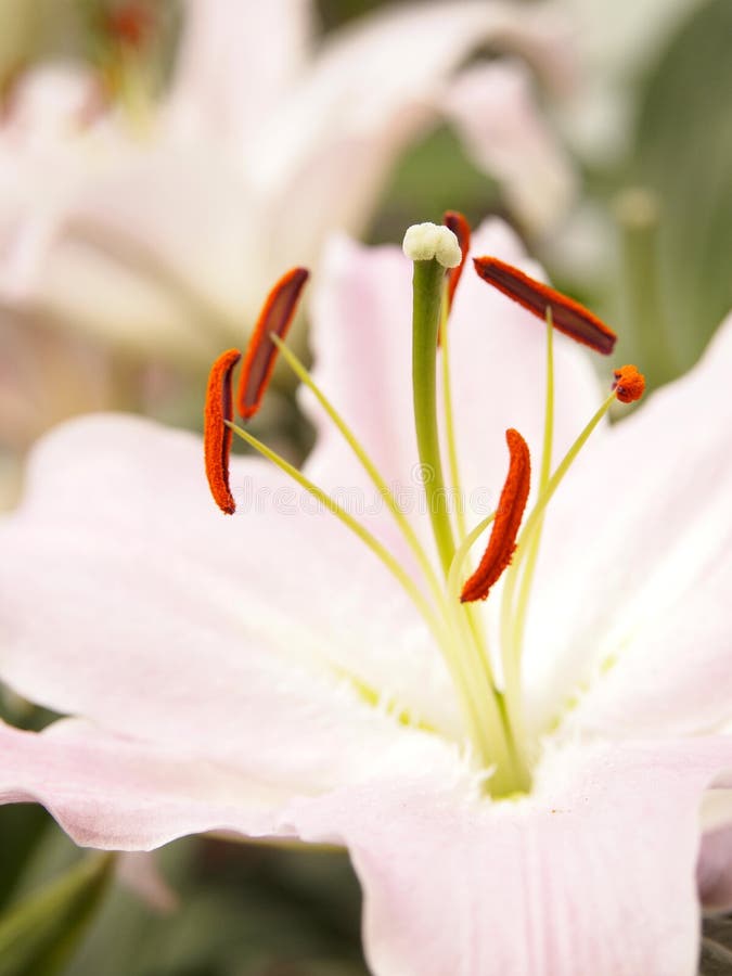 Lily with pollen stock image. Image of close, bloom, environment - 37872679