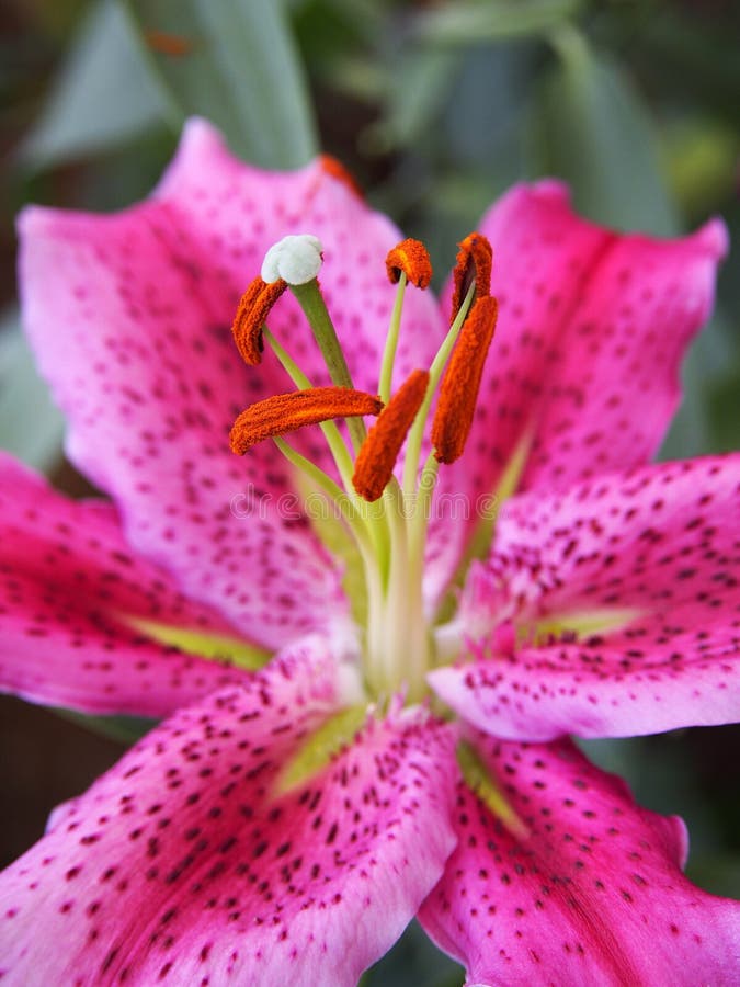 Lily with pollen stock photo. Image of flowering, detail - 37872816