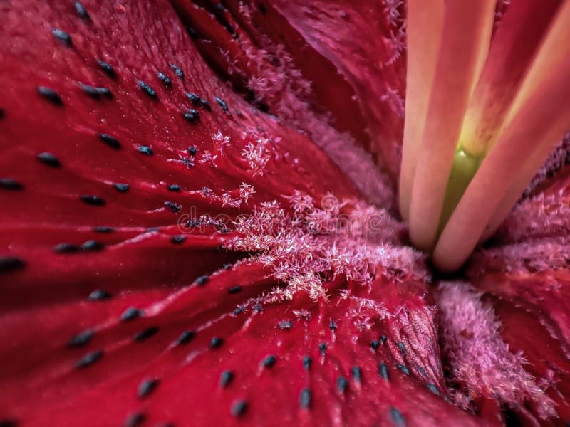 Lily Pollen is Bright Red Colour. Stock Photo - Image of blossom ...