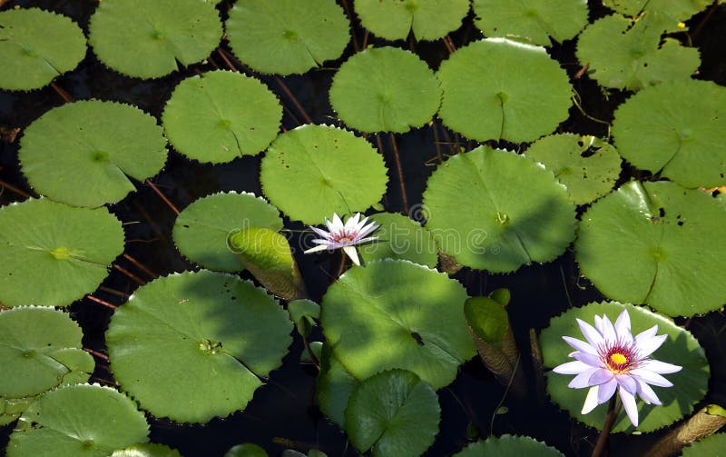 Lily Pond 2 stock photo. Image of texture, pond, background - 95142214