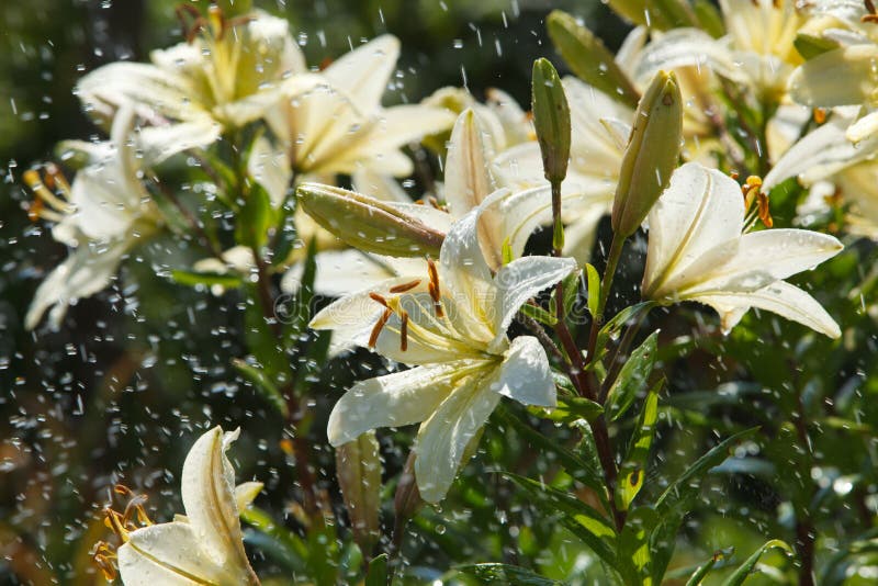 Lily in the rain stock photo. Image of crisp, blossom - 15199622