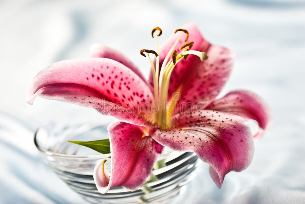 Lily, romantic mood stock image. Image of lily, vase, relax - 4383301