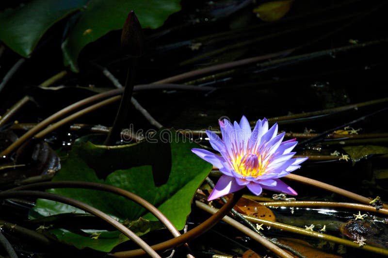 Lily and roots stock photo. Image of lake, garden, pond - 291092