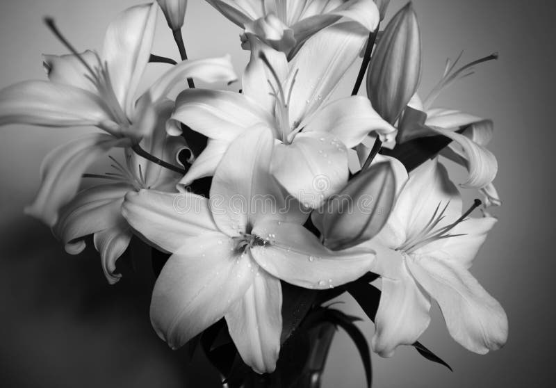 Lily s B&W stock image. Image of gardencentre, freshflowers - 78629975