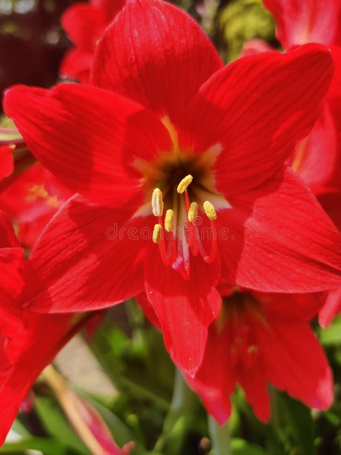 The Lily with it& X27;s Red Hot Colour Makes it Very Presentable Itself ...