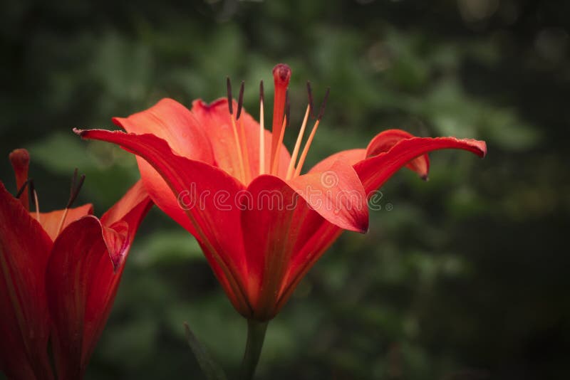 Lily from the side. stock image. Image of blooming, outside - 56170369