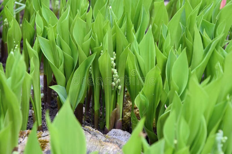 Lily. Small Lily of the Valley before Flowering in the Garden Stock ...