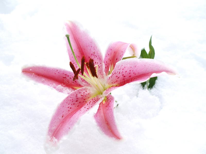Lily in snow stock image. Image of give, garden, receive - 13151463