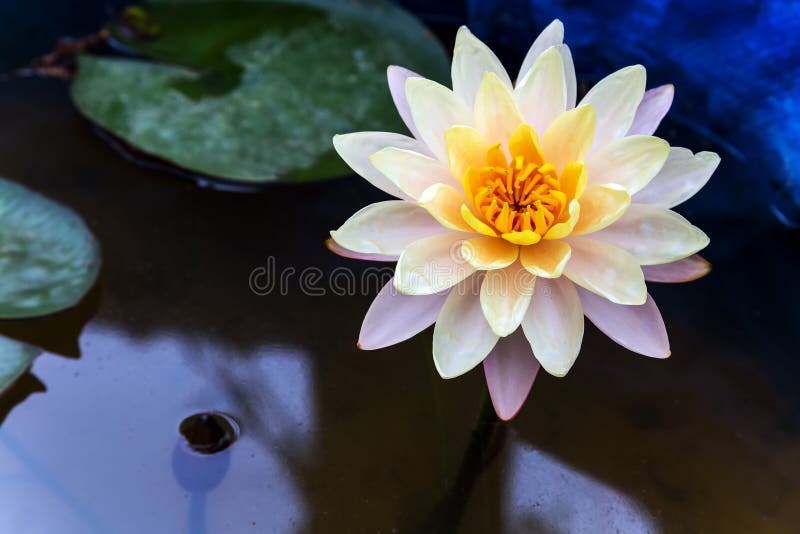 Lily Spring Green Backgrounds Stock Photo - Image of park, beautiful ...