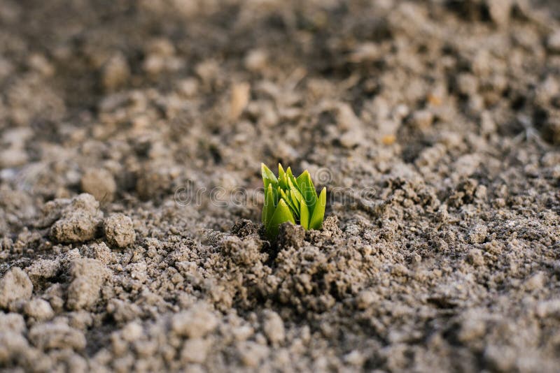 Lily Sprouts Come Out of the Ground in Spring in the Garden Stock Image ...