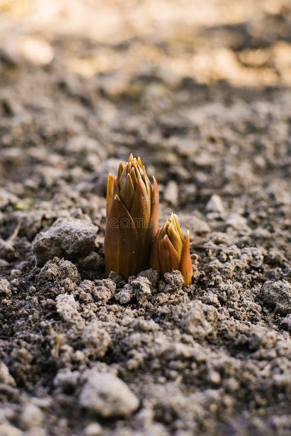 Lily Sprouts Come Out of the Ground in Spring in the Garden Stock Photo ...