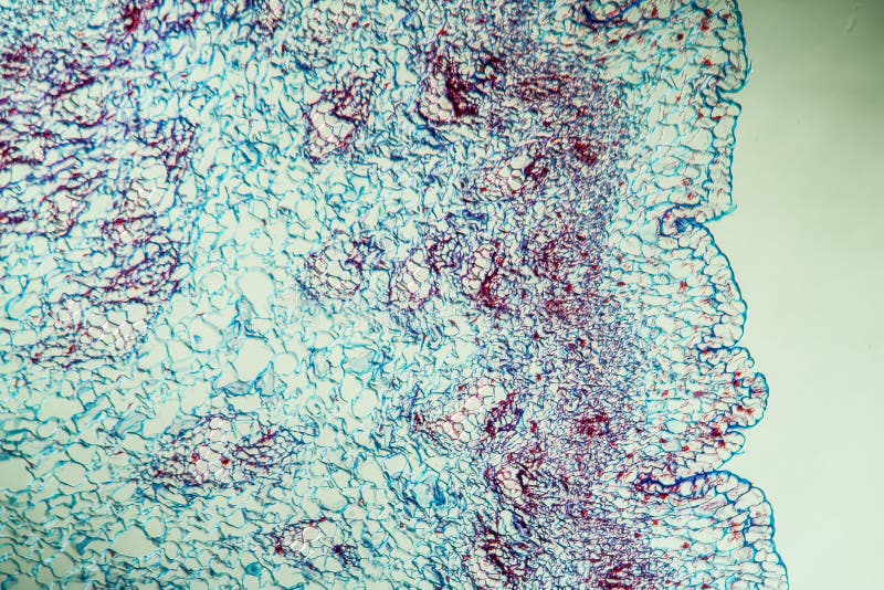 Lily with stem stock image. Image of small, science - 196742597