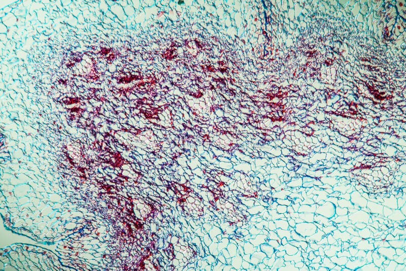 Lily with stem stock photo. Image of glass, microscopy - 196742646