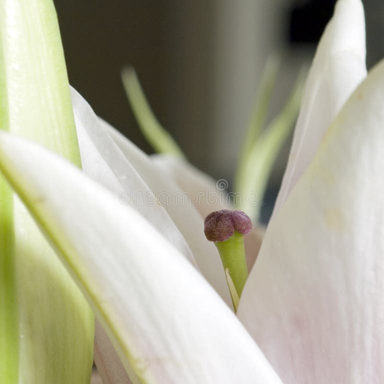 Lily stigma macro square stock image. Image of botany - 5249103