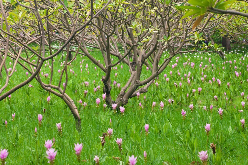 Lily Thai Flowers plant stock photo. Image of cherry - 26319220