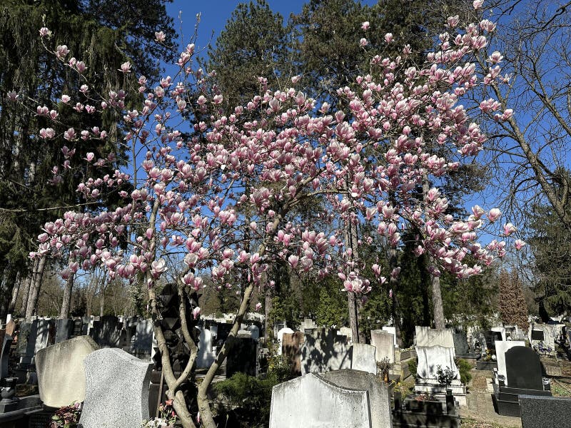 Lily Tree in the Public Cemetery Stock Photo - Image of tomb, debrecen ...