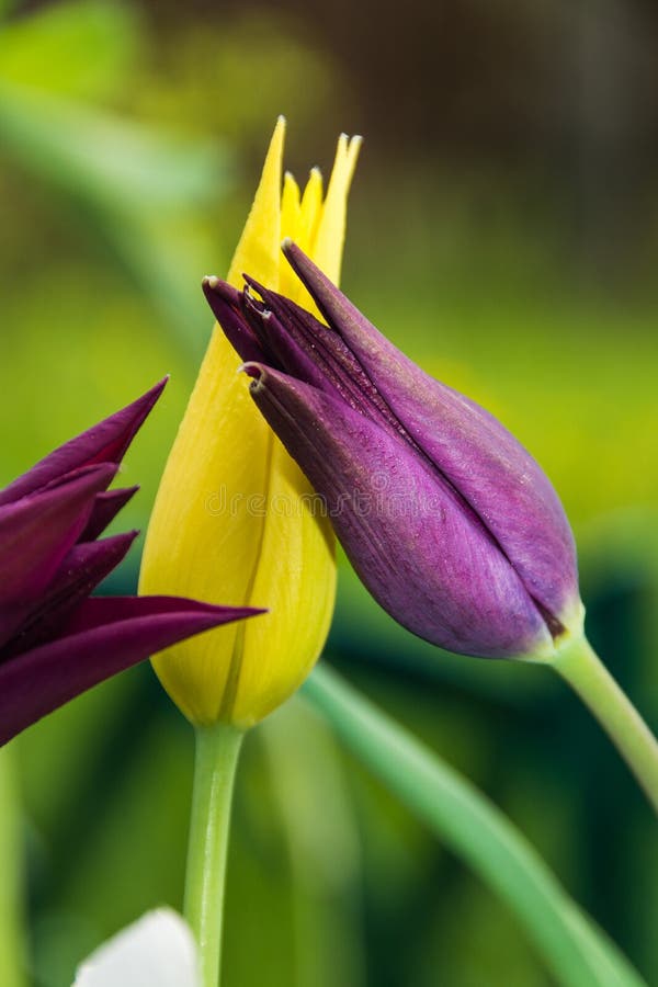 Lily tulips stock image. Image of flower, colorful, plants - 53790337