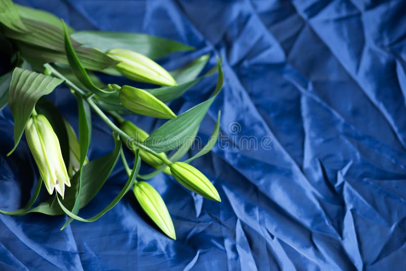 Lily stock image. Image of attractions, elegance, attractive - 103315297