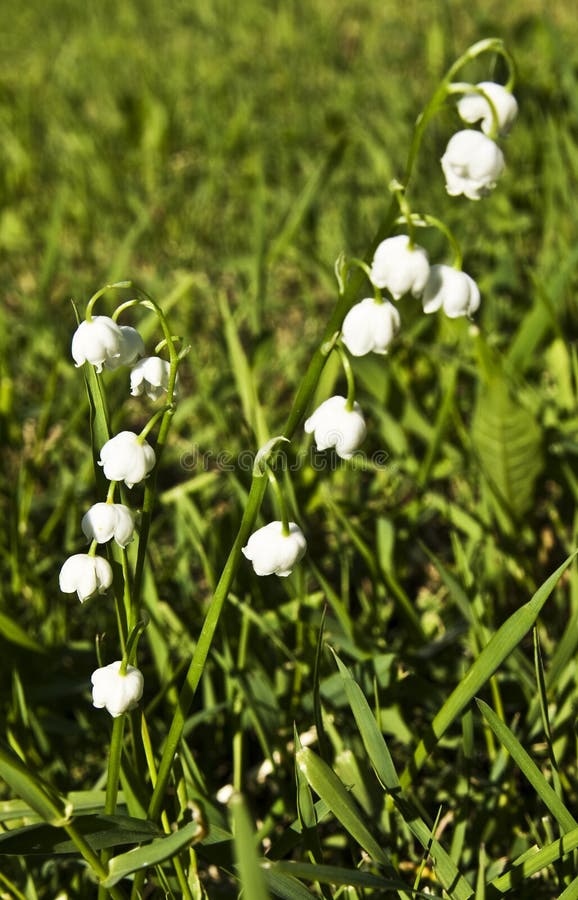 Lily of the valey Flowers stock photo. Image of blooming - 31324174