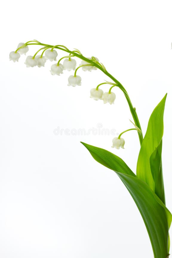 Lily of the valey stock photo. Image of plant, garden - 19208458