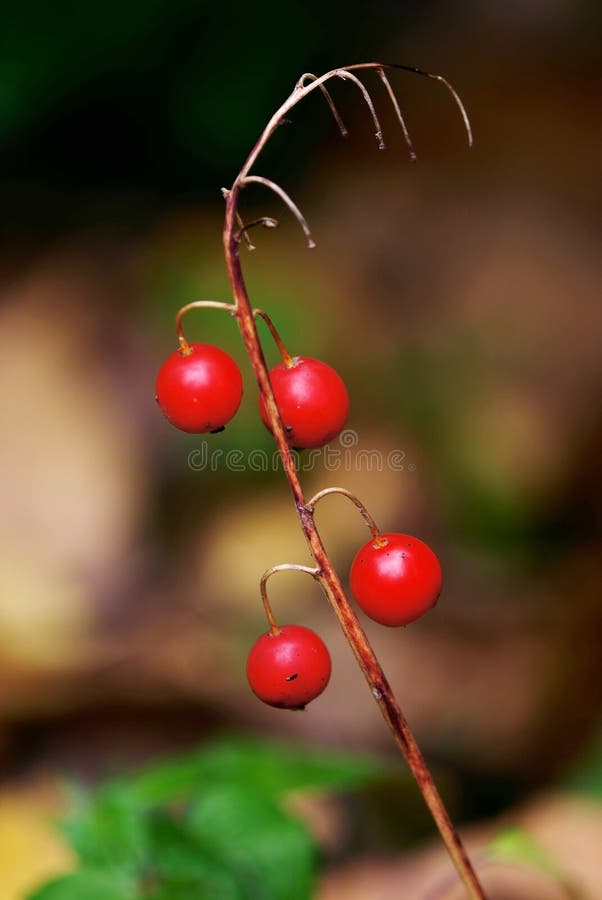 Lily of the valley stock photo. Image of lilly, ball - 25616972