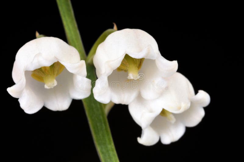 Lily of the Valley Bells Close-up on Black Background Stock Photo ...