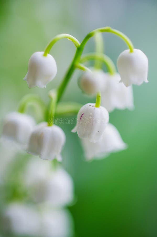 Lily-of-the-valley Bells Macro Stock Photo - Image of background, gift ...