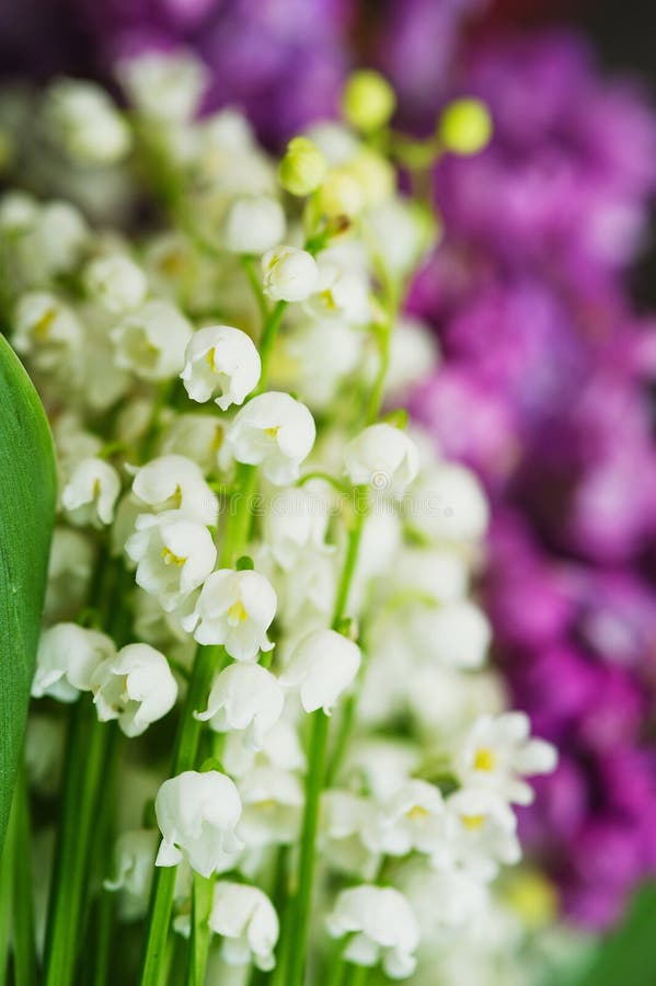 Lily-of-the-valley Bells Macro Stock Photo - Image of lily, flower ...