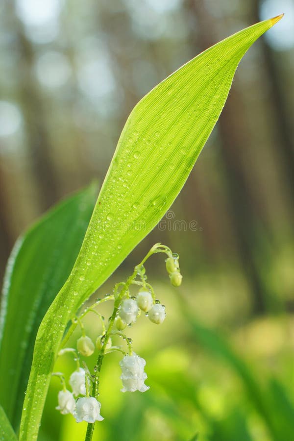 Lily of the Valley Bloomed in the Forest in Early Summer Stock Photo ...