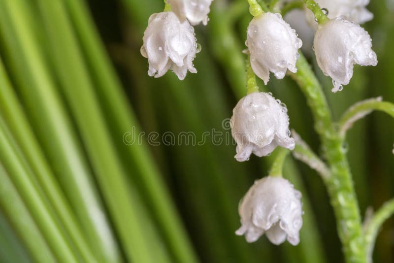 Lily of the Valley Close Up. May-lily Leaves with Dew Drops Stock Photo ...