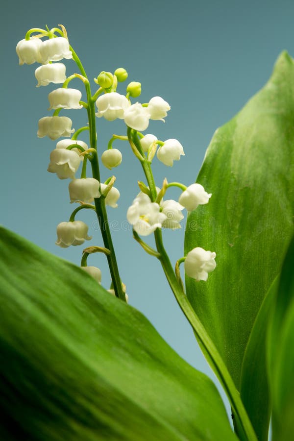 Lily of the valley stock image. Image of plant, flower - 94868921