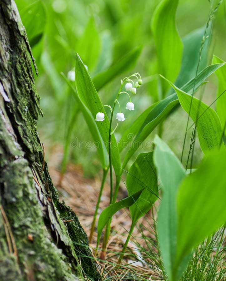 Lily of the Valley Convallaria Majalis, Blooming in the Spring Forest ...