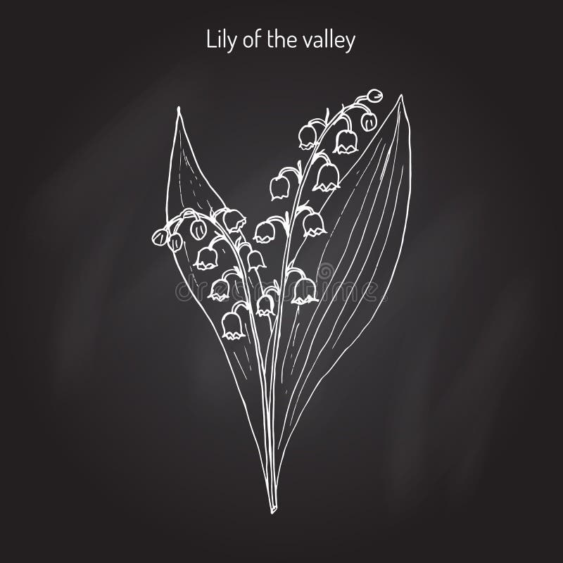 Lily of the Valley Convallaria Majalis Stock Vector - Illustration of ...